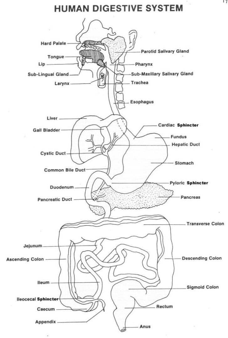 Anatomy And Physiology Diagrams Worksheets Printable | Ronald Worksheets