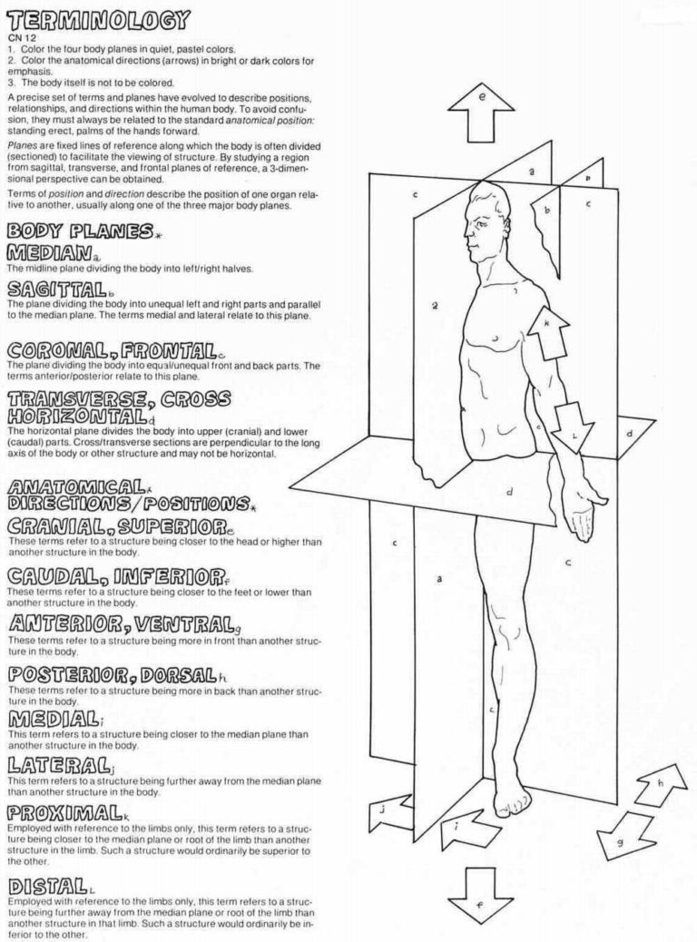 Anatomy And Physiology Worksheets Printable Notes | Ronald Worksheets