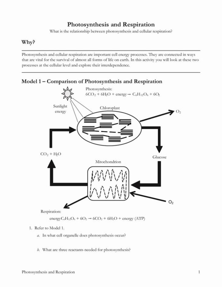 Photosynthesis And Respiration Printable Worksheets | Ronald Worksheets